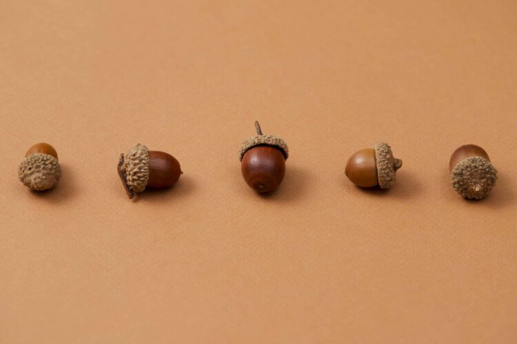 The Acorn Story: Nature's Inspiration for Acorn Recovery as a Service